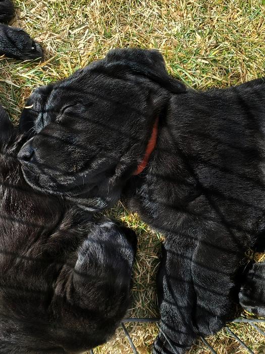 Puppies – Bluff View Labradors